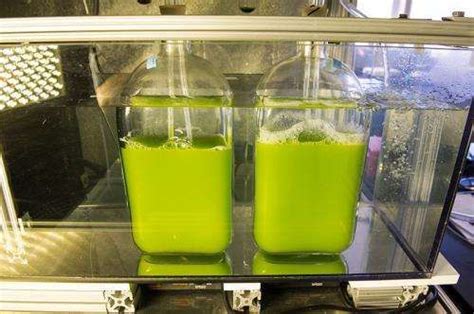 Unique Bioreactor Finds Ideal Locations For Algae Production Algae Alternative Energy Best