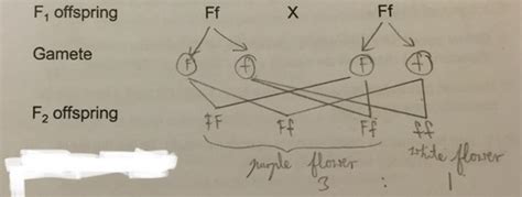 Monohybrid Inheritance Flashcards Quizlet