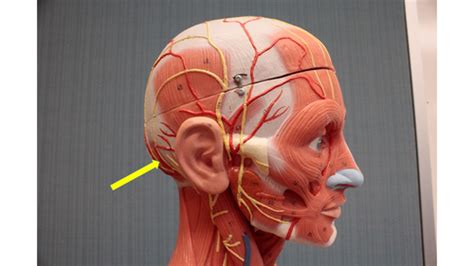 Muscle Identification Flashcards Quizlet