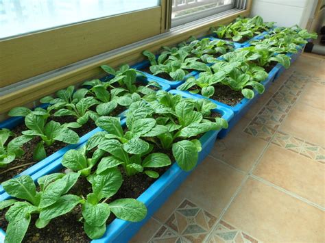 작은 농장의 꿈