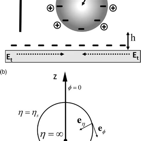 Microscopic Images Showing Different Responses Of A Ps And B Silica