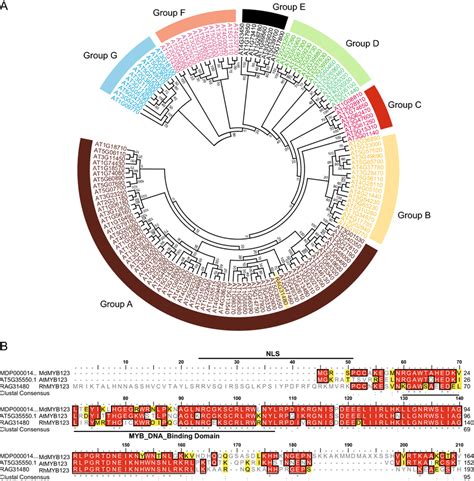 Evolutionary Analysis Of Rhmyb123 A Phylogenetic Tree Analysis Of