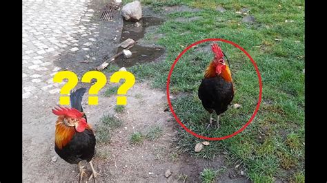 How Does A Rooster Kill Another Rooster At Andrew Quesada Blog