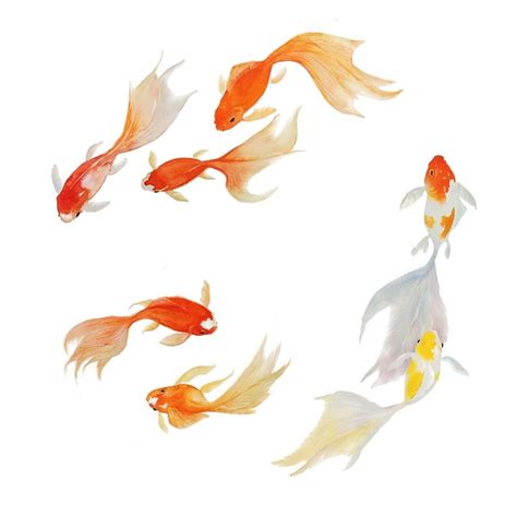 Watercolor Goldfish Art Giclee Print Sealife Painting White Etsy