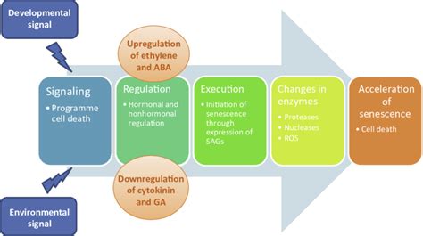 The Phases Of Floral Organ Senescence Signaling Components Initiate