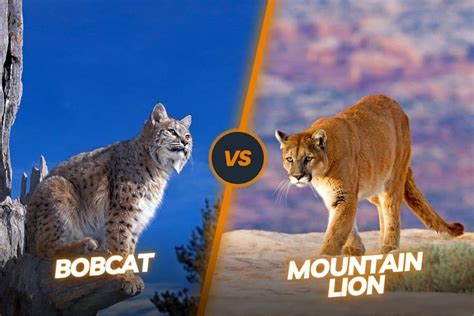 Bobcat Size Comparison How Big Is A Bobcat
