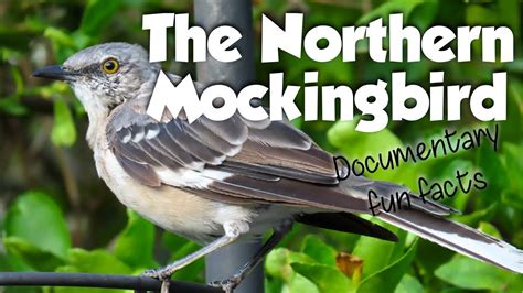 The Northern Mockingbird Fun Facts Documentary Diet Habitat