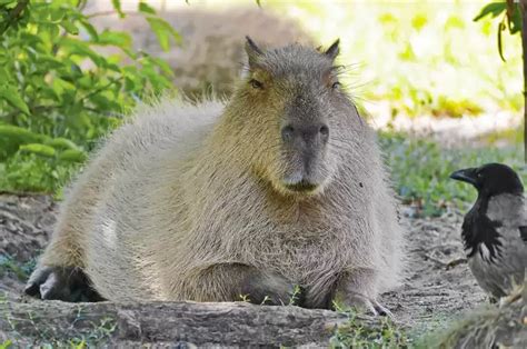 Kenapa Capybara Tidak Dimakan Buaya Ini Penjelasan Ilmiahnya Sonora Id