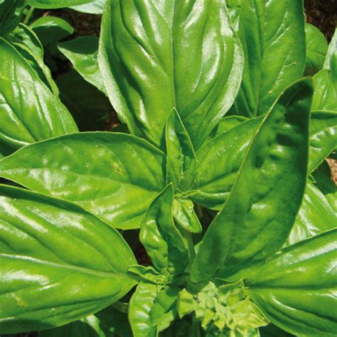 Basilic Grand Vert Bio