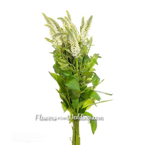 White Veronica Flowers For Weddings Wedding Flowers Lovely Bridal Bouquets More Wedding Florist