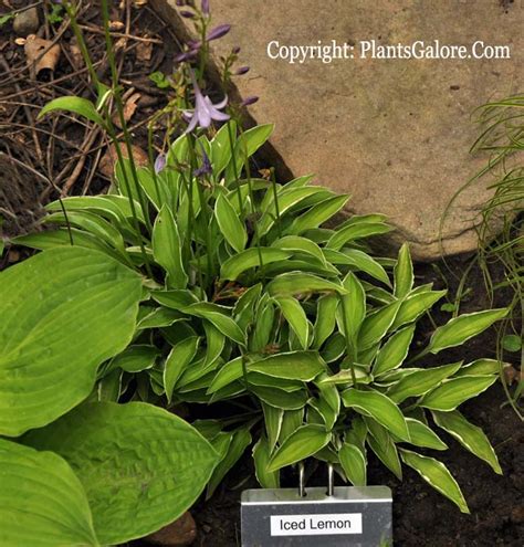 Hosta Iced Lemon From The Hosta Helper Presented By Plantsgalore Com
