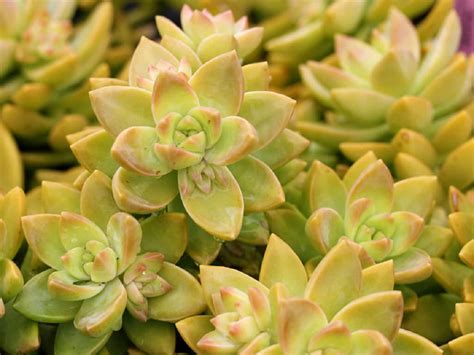 Sedum Adolphi Um Guia Completo Desta Suculenta Guia Das Suculentas