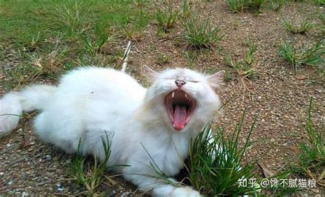 猫咪忍痛能力十级！就算再痛，通过这7个小细节也能看出 知乎