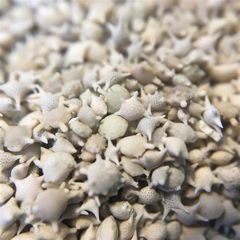 Japanese Star Sand Collectible Specimen Includes Display Case Mini