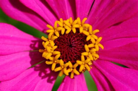 Zinnia Color Images Free Download On Freepik