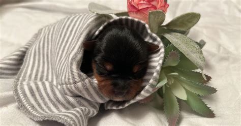 Traditional Yorkie Biewer Yorkie Puppies In Billings MT Finds