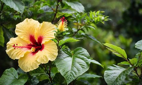 What Is The Hawaii State Flower Hawaii Star