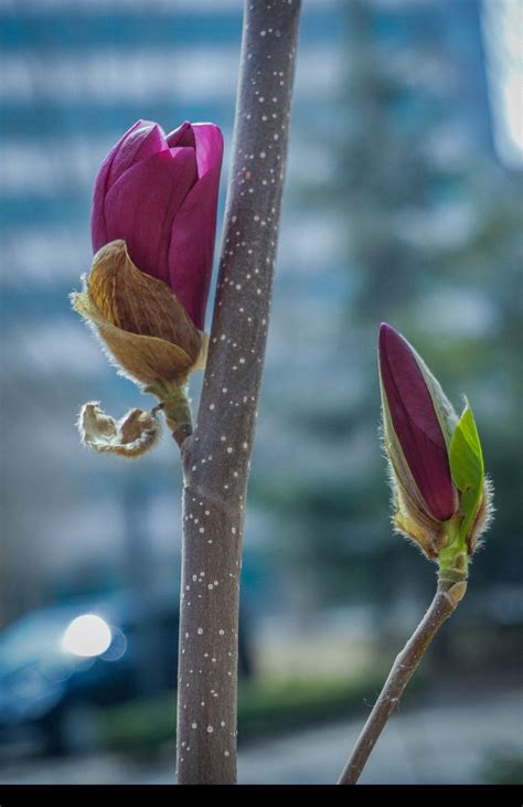 紫玉兰的花苞高清图片下载红动中国