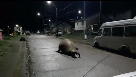 ¡increÍble Un Elefante Marino Sorprende A Los Habitantes De Puerto