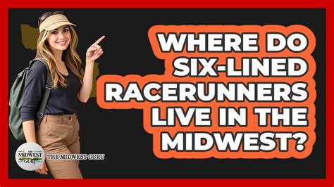 Where Do Six Lined Racerunners Live In The Midwest Youtube