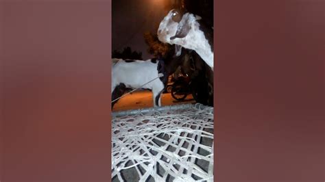 Funny Booo Bakra Youtube