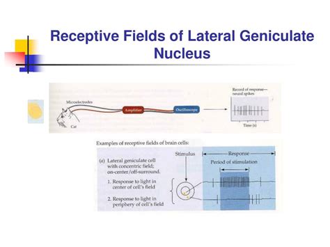 Ppt Cortical Functions And Their Measurement Vision As A Prototype Powerpoint Presentation