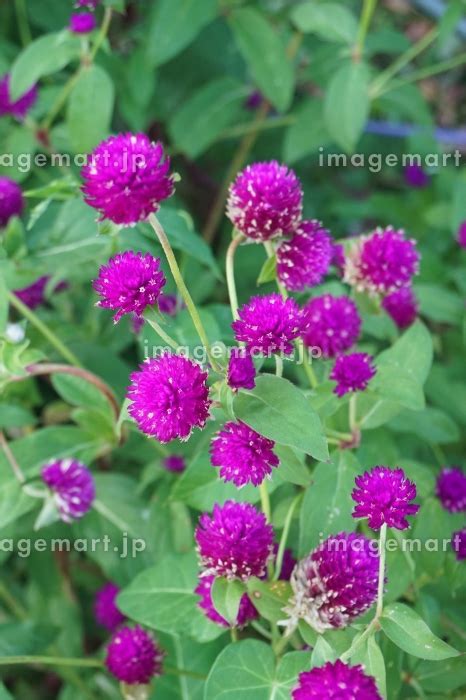 千日紅の写真素材 210020061 イメージマート
