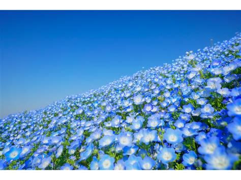 プレゼントにおすすめの青い花7選！花言葉や時期もまとめて紹介！ 株式会社プレミアガーデン