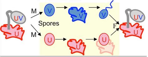 The Sex Chromosomes Of Bryophytes Recent Insights Open Questions And Reinvestigations Of