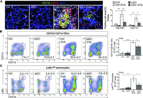Endothelium Specific Sox17 Deletion Suppresses Inflammatory DC And