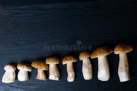 Mushroom Boletus Over Wooden Background Autumn Cep Mushrooms Ceps