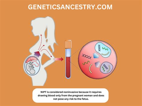 How To Get A Dna Test While Pregnant At Home 2024 Genetics