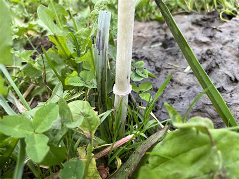 Coprinus Comatus The Ultimate Mushroom Guide 6 Recipes