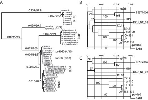 Phylogenies A Maximum Likelihood Phylogeny Constructed With 16s Rrna