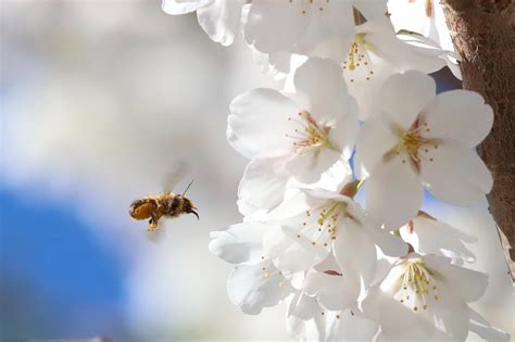 Mason Bee Edu Educator Modules Foraging Behavior In Mason Bees