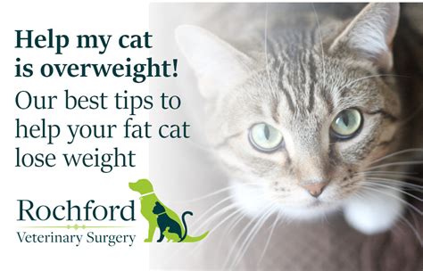 Help My Cat Is Overweight Our Best Tips To Help Your Fat Cat To Lose