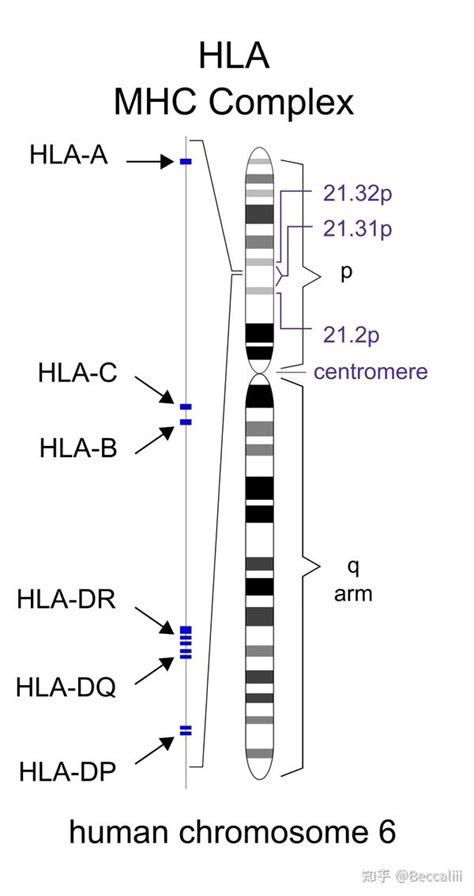 免疫系统之 Hla 与mhc 知乎