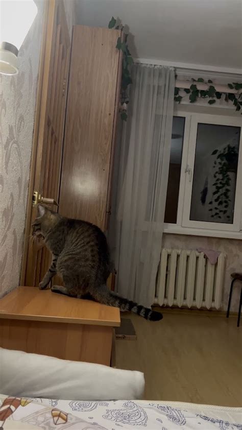 КОТ ОТКРЫЛ ДВЕРЬ Youtube