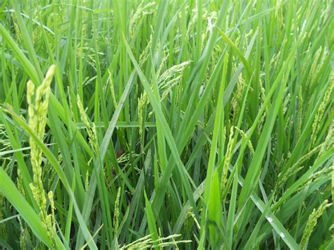My Clicks Paddy Field Dhaner Khet