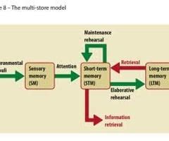 Multi Store Memory Model Flashcards Quizlet