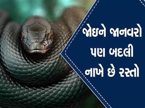 This Is The Most Poisonous Snake In The World