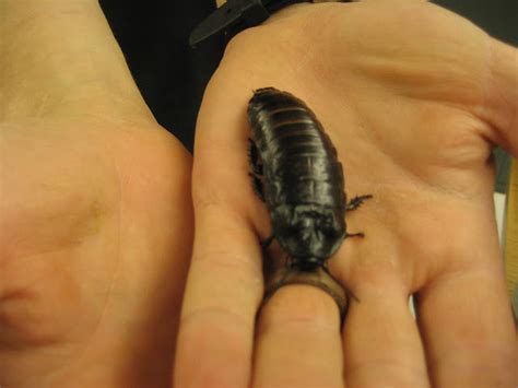 Living Rootless Las Cruces New Mexico Arthropod Museum