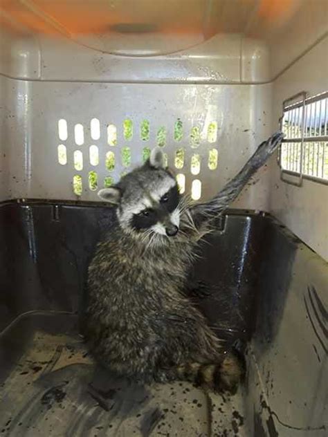 Raccoon Rescued From Storm Drain At Sacramento Cemetery