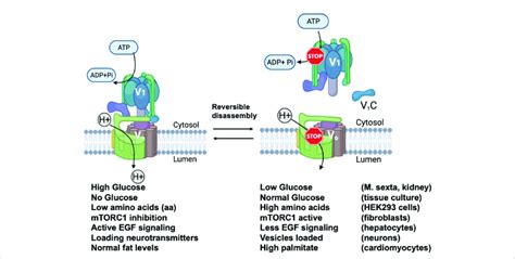 Reversible Disassembly Of V Atpases In Mammalian Cells Diagram Showing