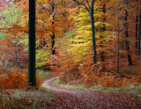 배경 화면 목재 나무 숲 덴마크 통로 가을 색 Fallcolours 100commentgroup 사리 별 사진