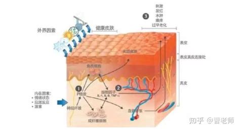 干细胞对皮肤损伤的作用中国发布全球首个干细胞国际标准iso 24603 知乎