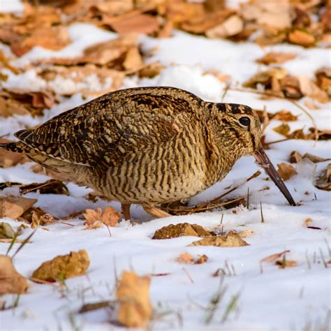 La Reproduction De La Bécasse Des Bois Chasses éternelles