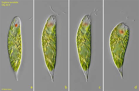 Euglena Sociabilis Real Micro Life