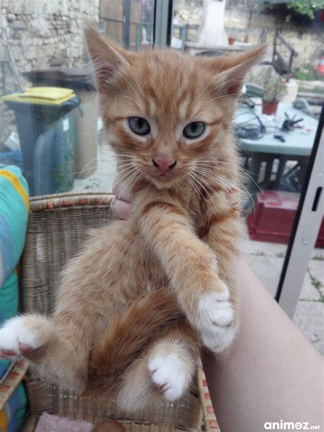 Donne 3 Chatons Roux Oise 60 GRATUIT Sur Animoz Net
