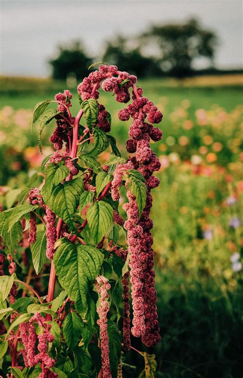 Amaranthus Caudatus Mira Angelo